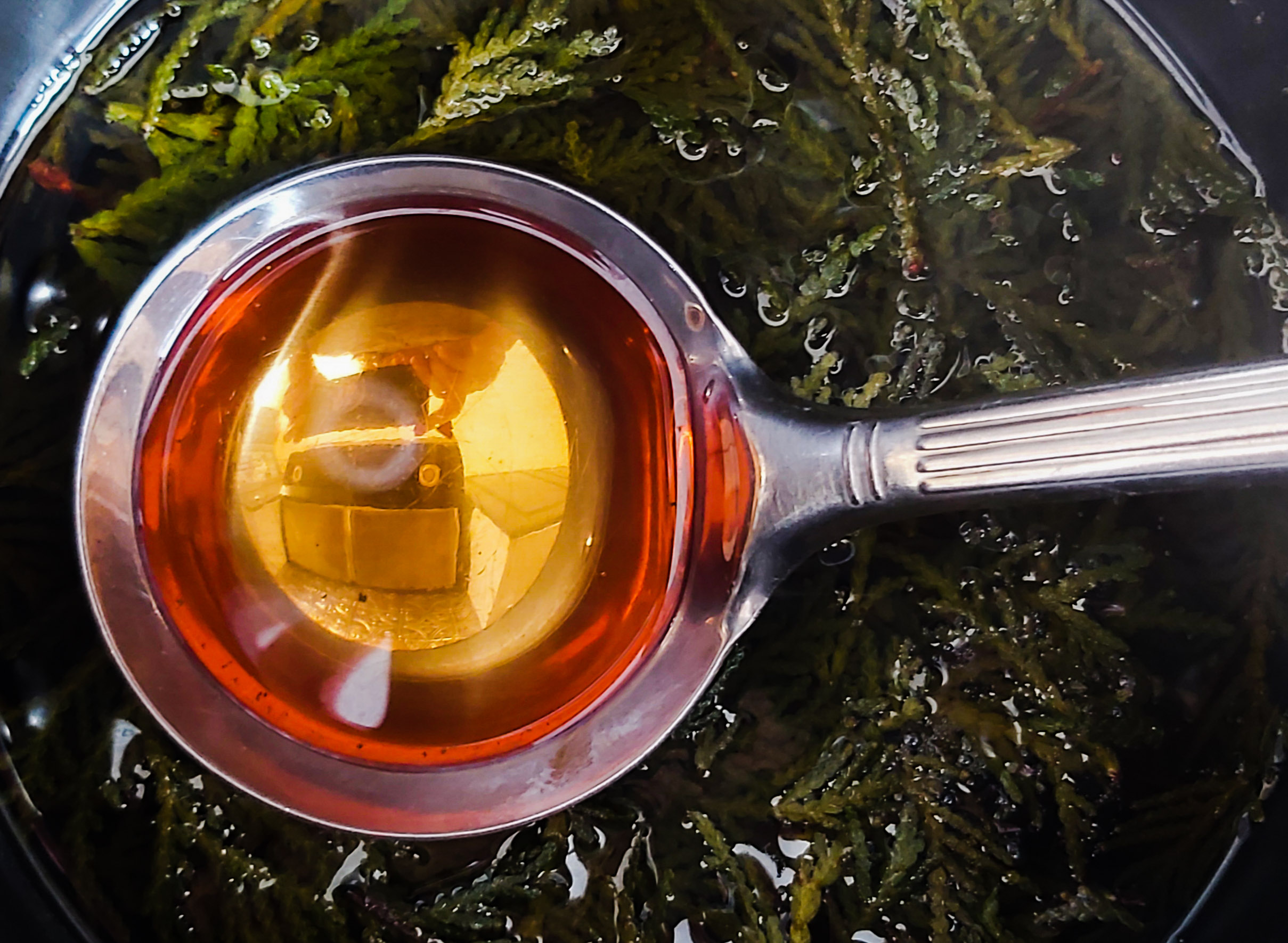 Cedar Tea, for the Boost of Vitamin C – Groovy Tales of a Well Adult