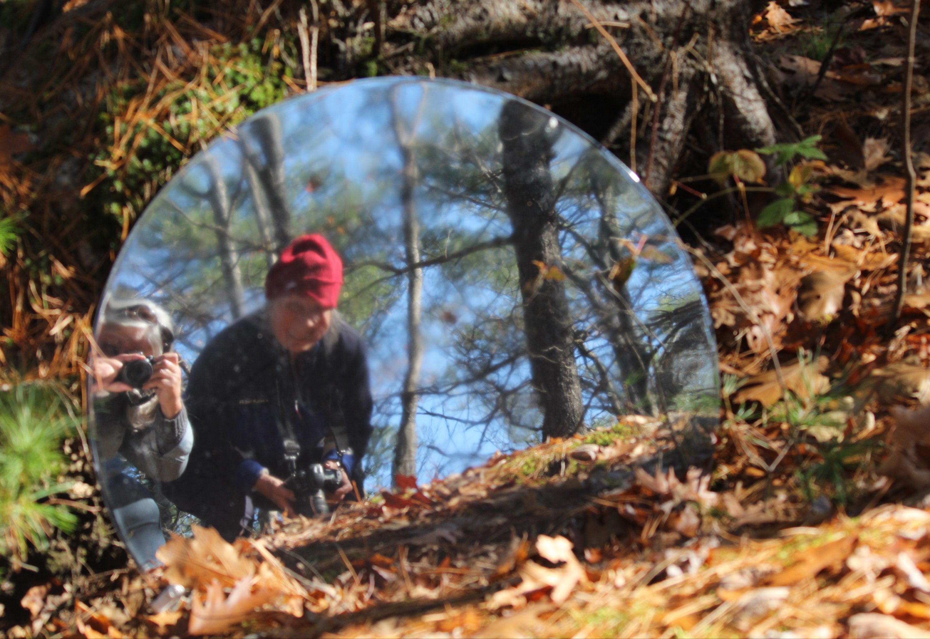 The Tree Museum…take two….mirrors in the forest. – Groovy Tales of a ...