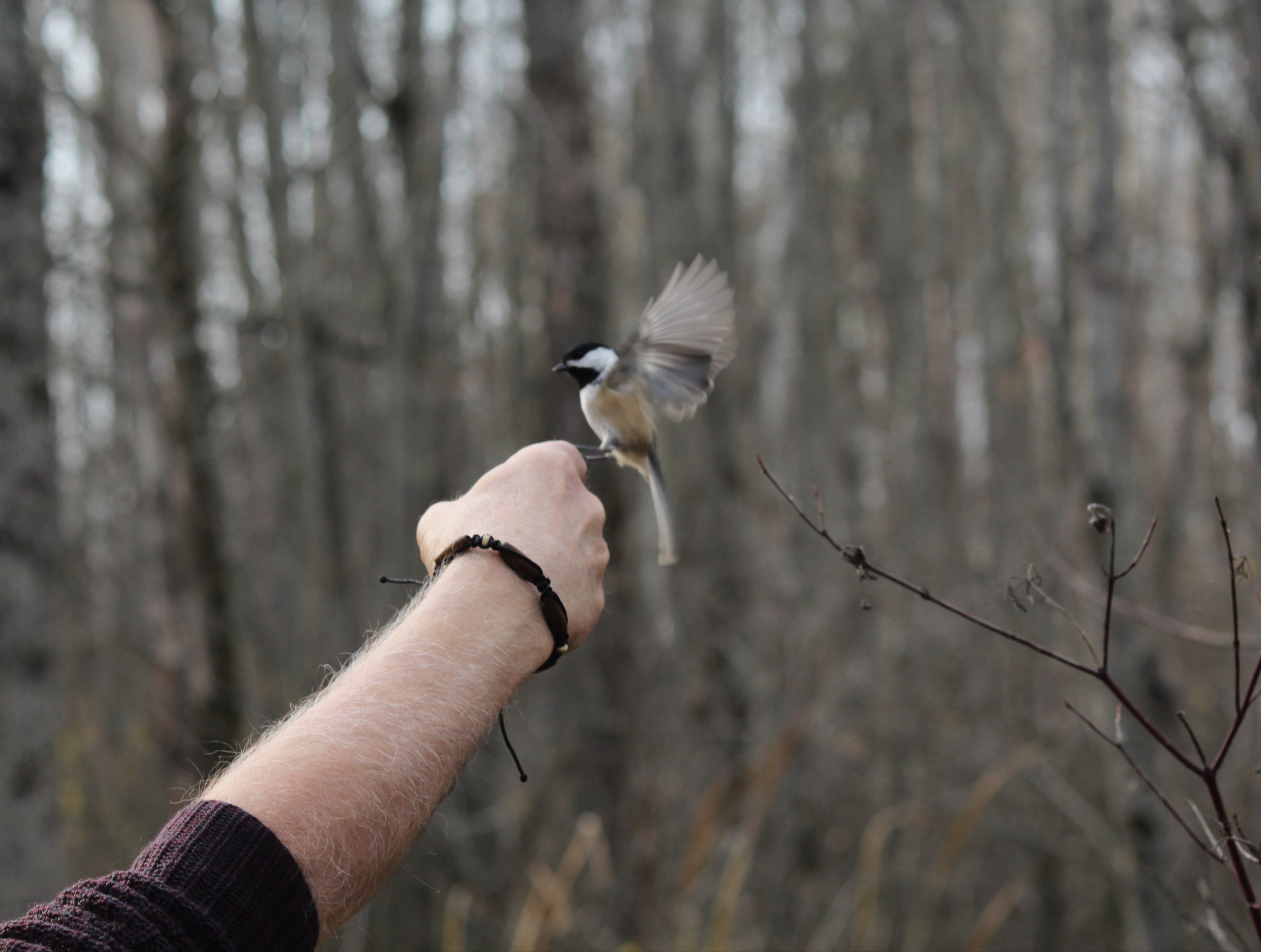 The Fearless Chick-a-Dee – Groovy Tales of a Well Adult