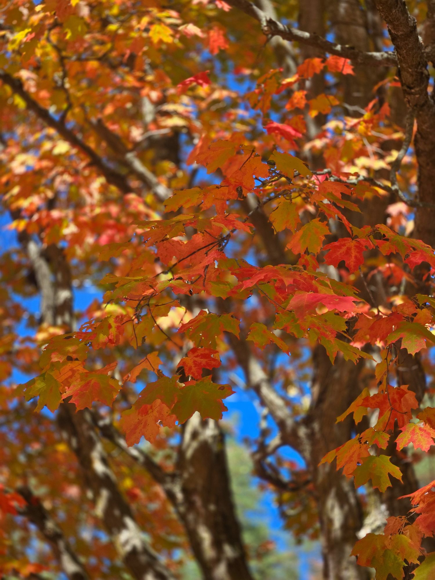 Fall, Leaves, Falls, – Groovy Tales of a Well Adult